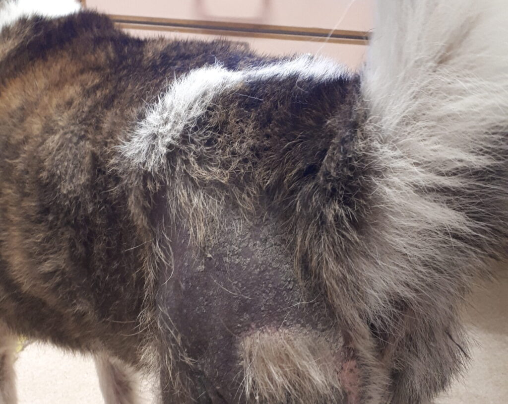 Hair Loss - Pet Skin Doctors